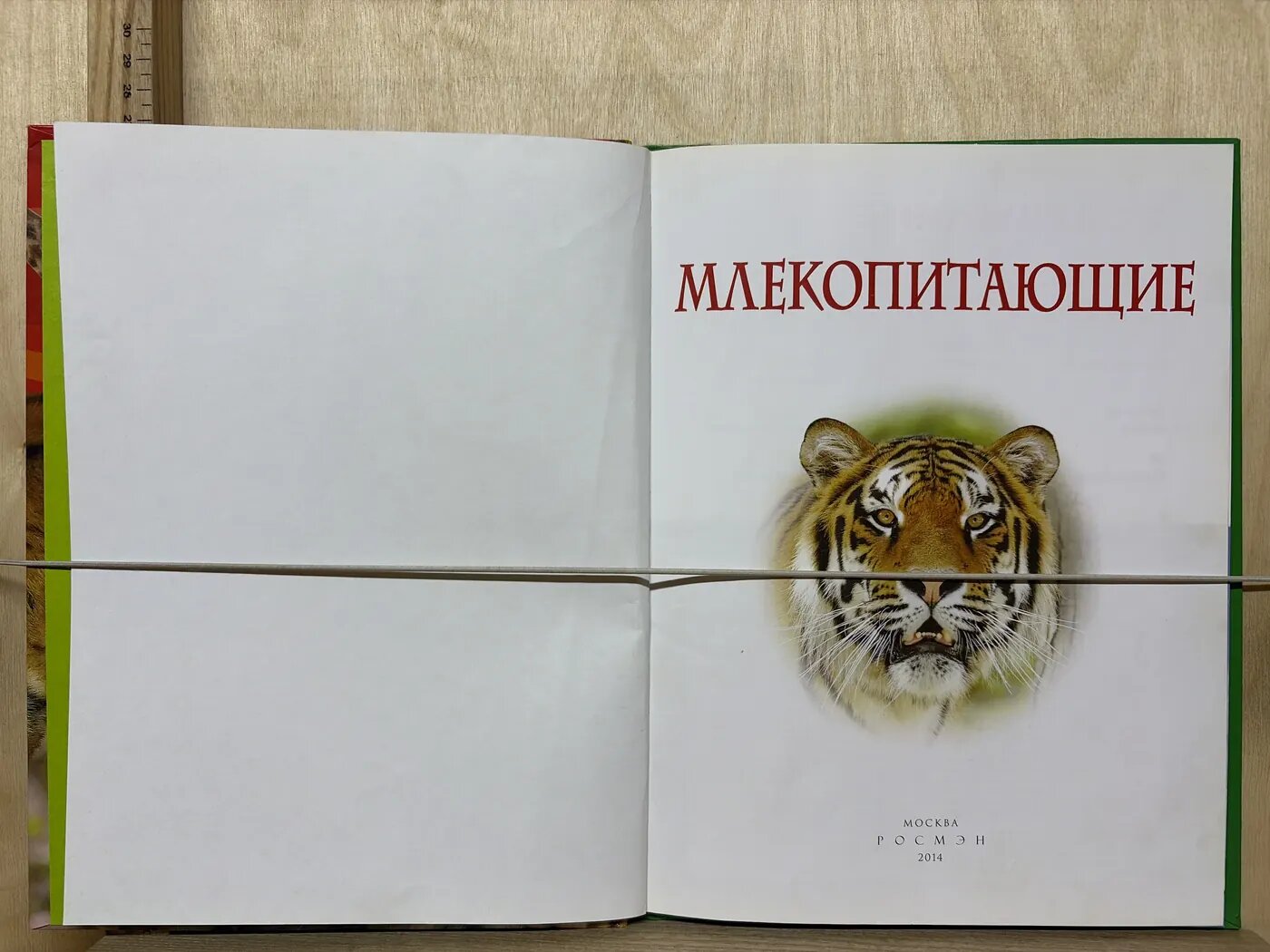 Млекопитающие — фото 1