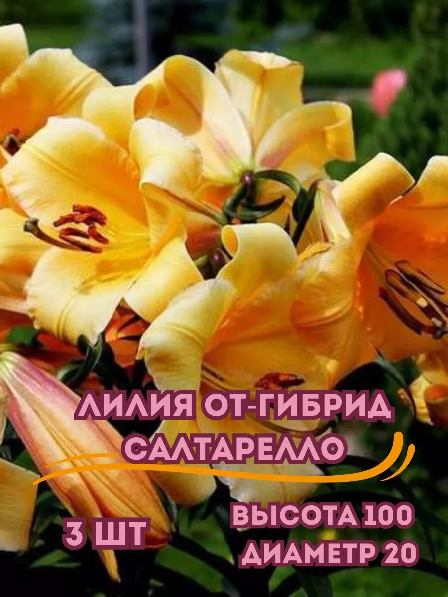 Лилия ла-гибрид азиатская восточная