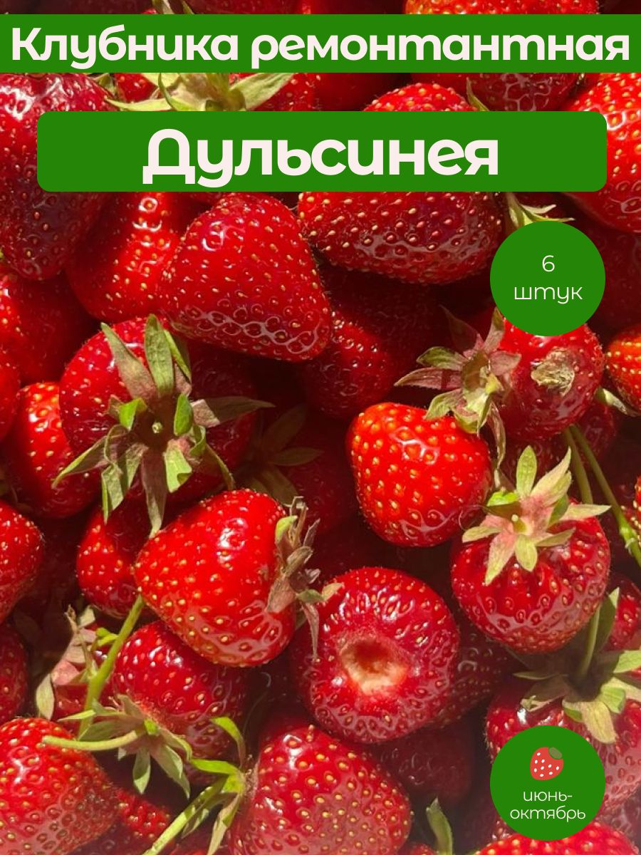 Клубника ремонтантная Дульсинея 6 штук саженцы