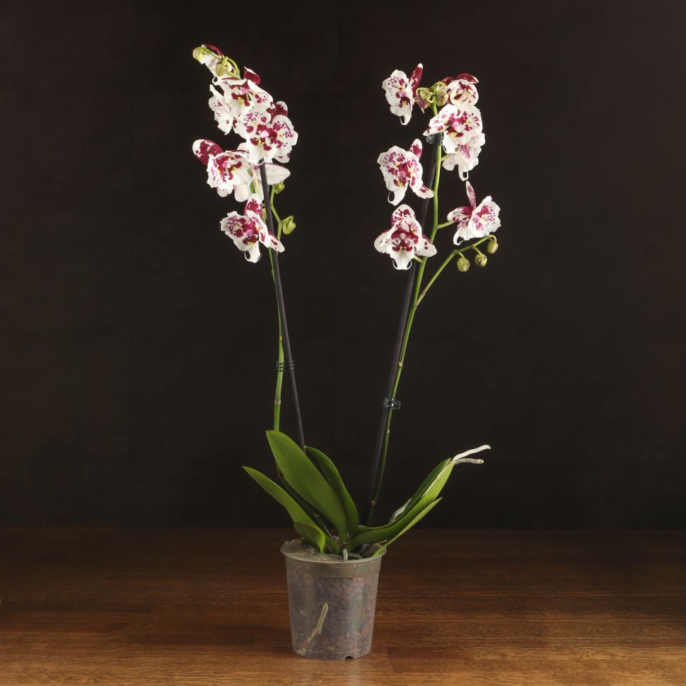 Комнатное растение LuxuryPlants Орхидея Фаленопсис бабочка Дана 2 ст