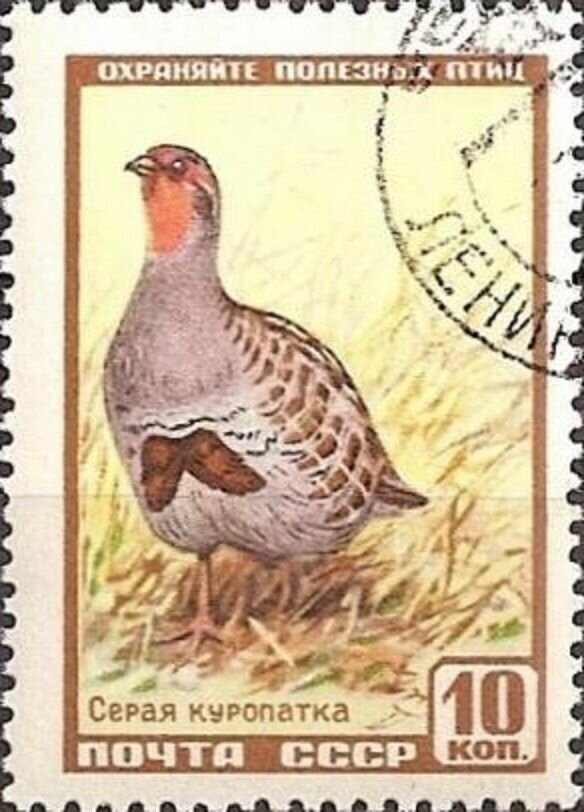 1957-029 Марка СССР Куропатка серая Фауна I