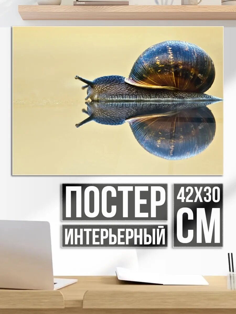 Плакат постер улитка в отражении