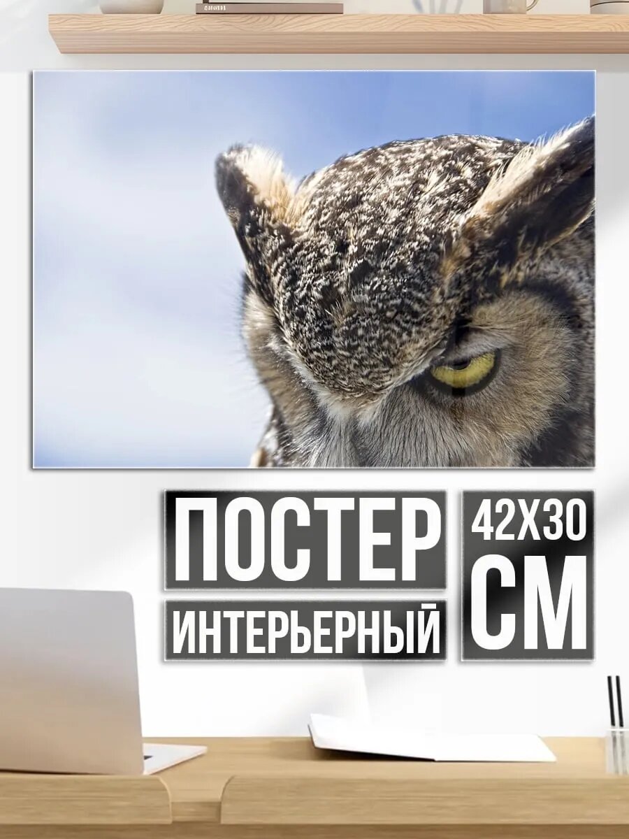 Плакат постер сова на фоне неба