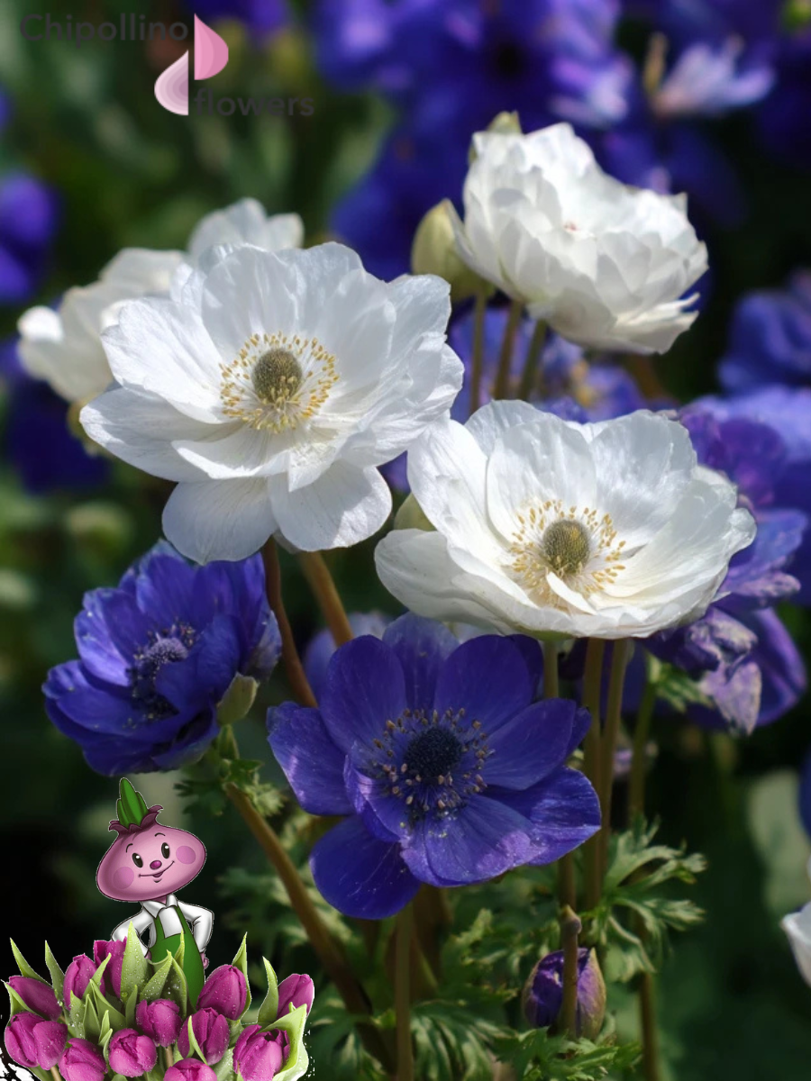 Луковицы цветов, chipollino flowers, TWIN Анемоны MOUNT EVEREST 5 шт\MR FOKKER 5 шт(10 луковиц)