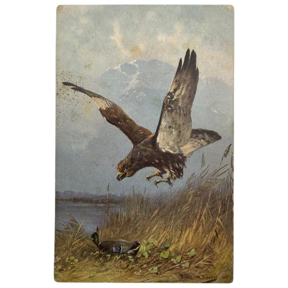 Почтовая открытка "Орёл и утка" 1900-1917 гг. Германская Империя