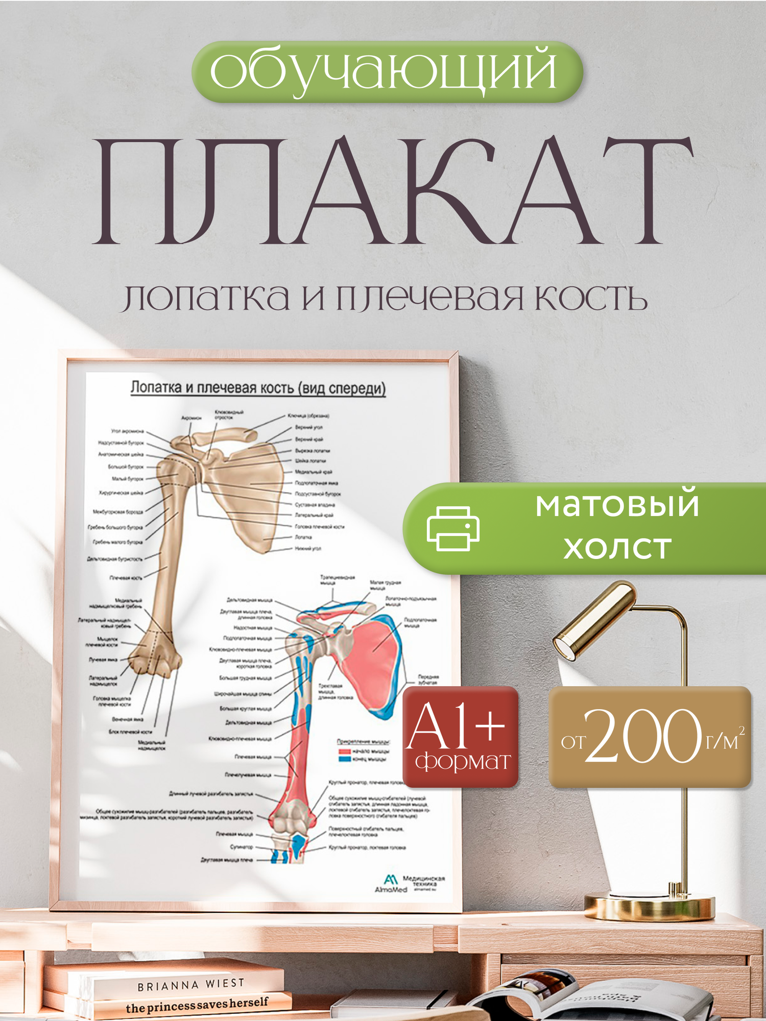 Обучающий плакат "Плечевая кость и лопатка вид спереди", размер А1+, матовый холст от 200г/м2