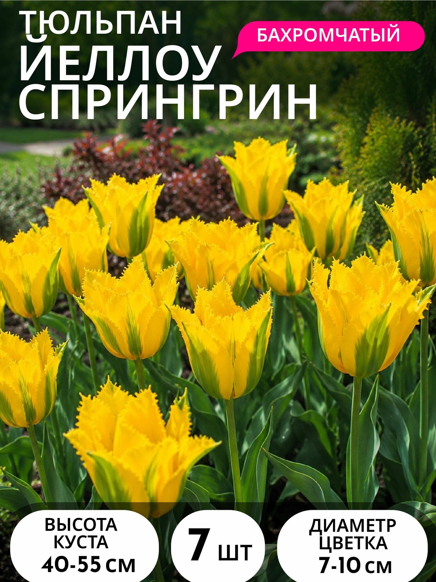 Тюльпаны луковицы многолетние сорта "Йеллоу Спрингрин" ,7 шт
