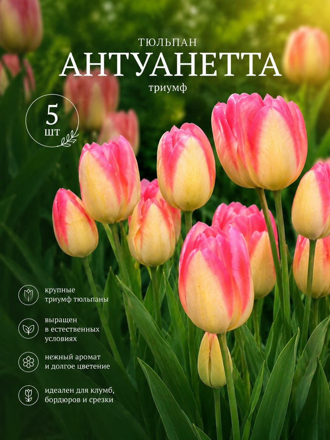 Тюльпаны луковицы многолетние сорта "Антуанетта" 5 шт в упаковке