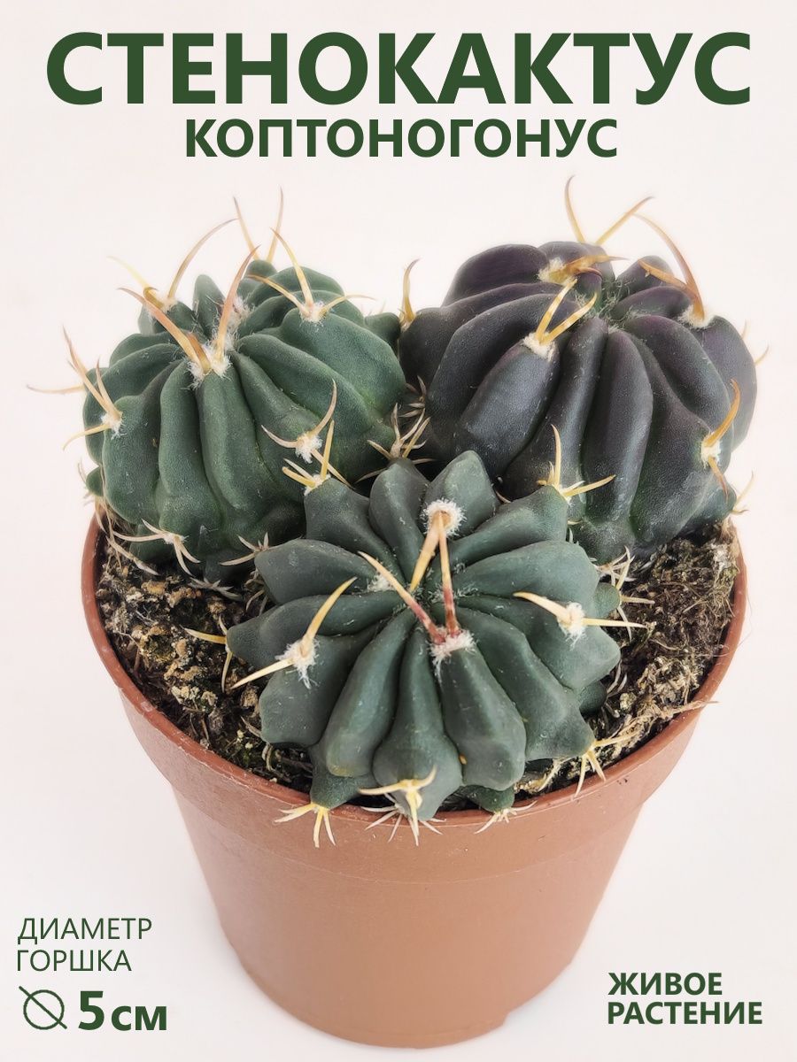 Стенокактус Коптоногонус (Stenocactus), кактус живой D-5