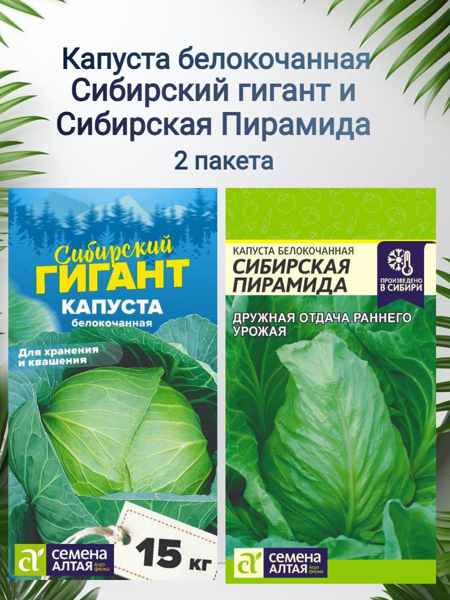 Капуста б/к Сибирский Гигант и Сибирская Пирамида 2 пакета