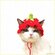 Головной убор "Кошка шляпа", для кошек, красный, вязаный, мягкий, для прогулок