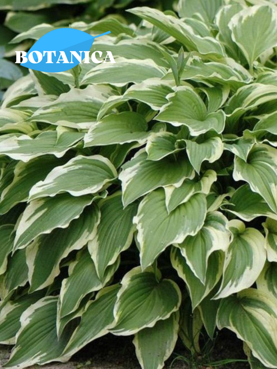 Луковицы цветов, botanica garden , Хоста Моерхейм ( 1 штука )