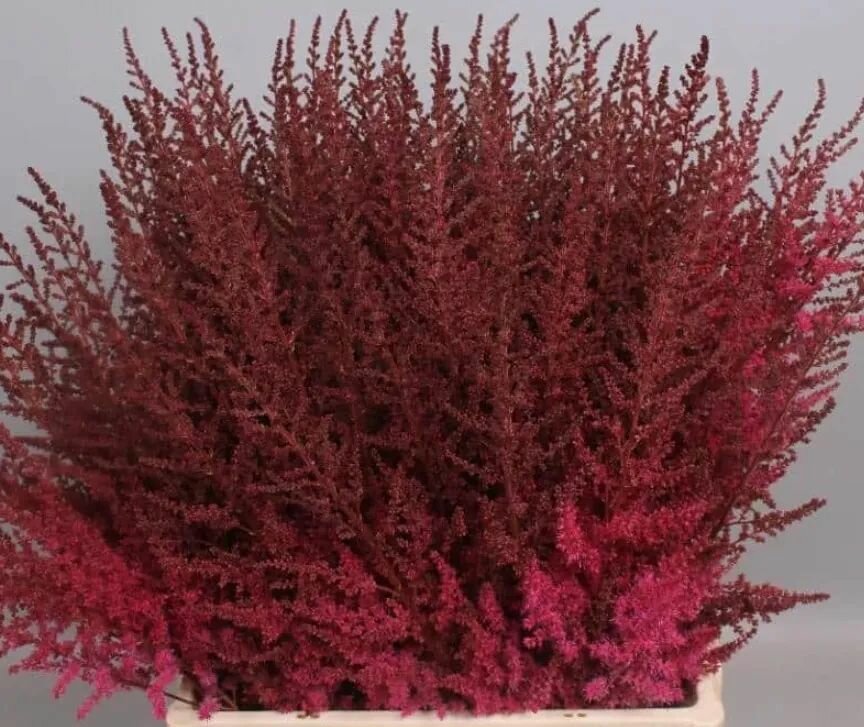 Астильба Арендса Поль Гардер