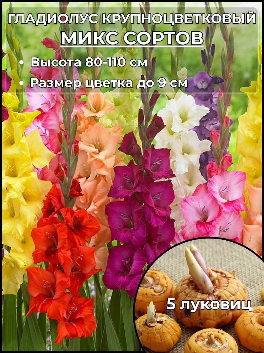 Гладиолус микс сортов, луковицы 5 штук