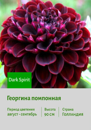 Георгина помпонная Дарк Спирит (Dark Spirit) 1 шт. Сотка