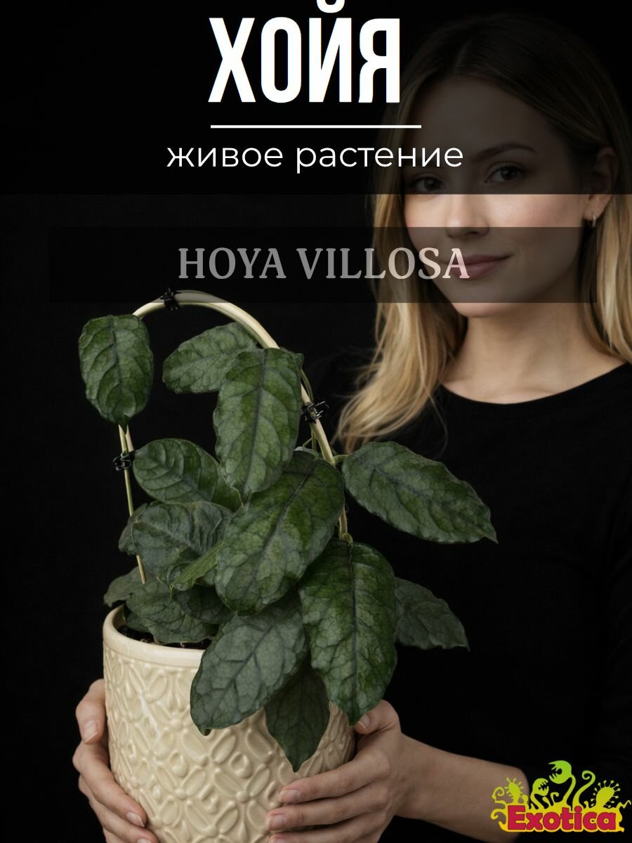 Хойя Виллоза (Hoya Villosa) D10см, растение в горшке
