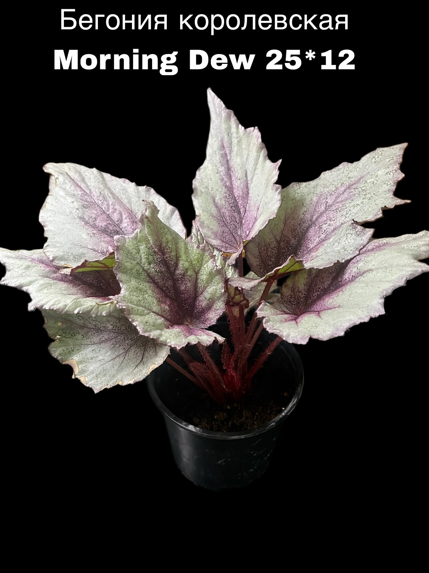 Бегония королевская Morning Dew 25*12