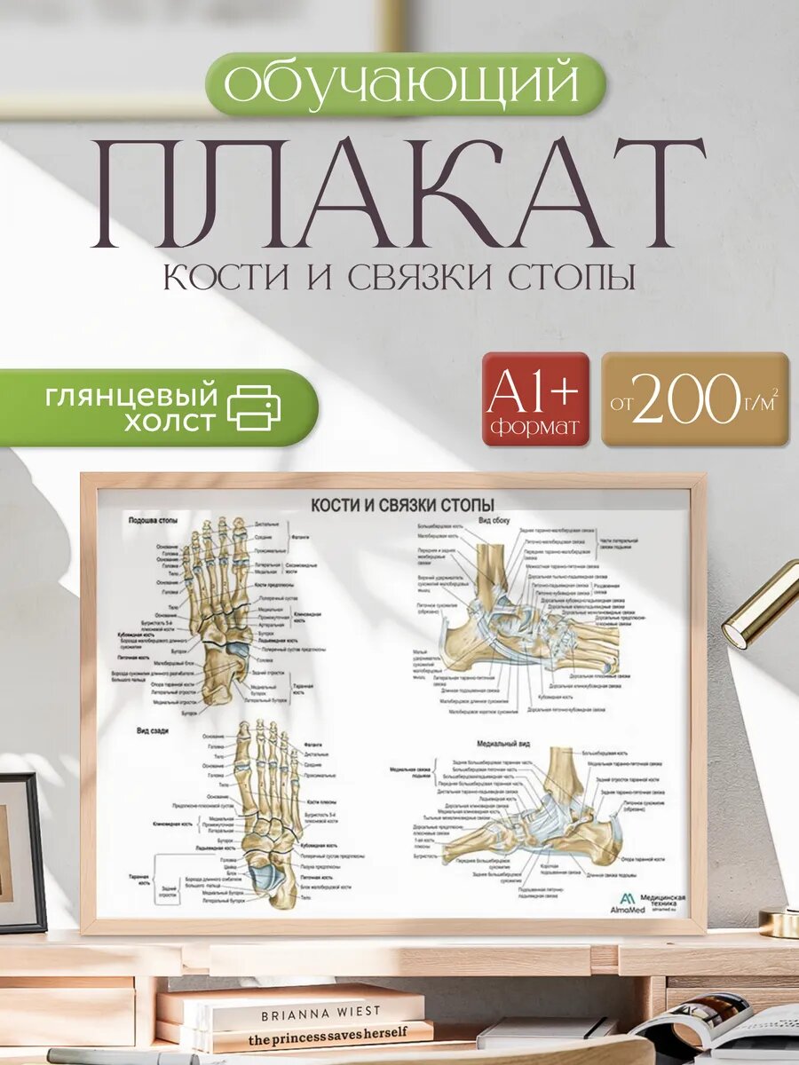 Кости и связки стопы, плакат глянцевая фотобумага от 200 г/кв. м, размер A1+