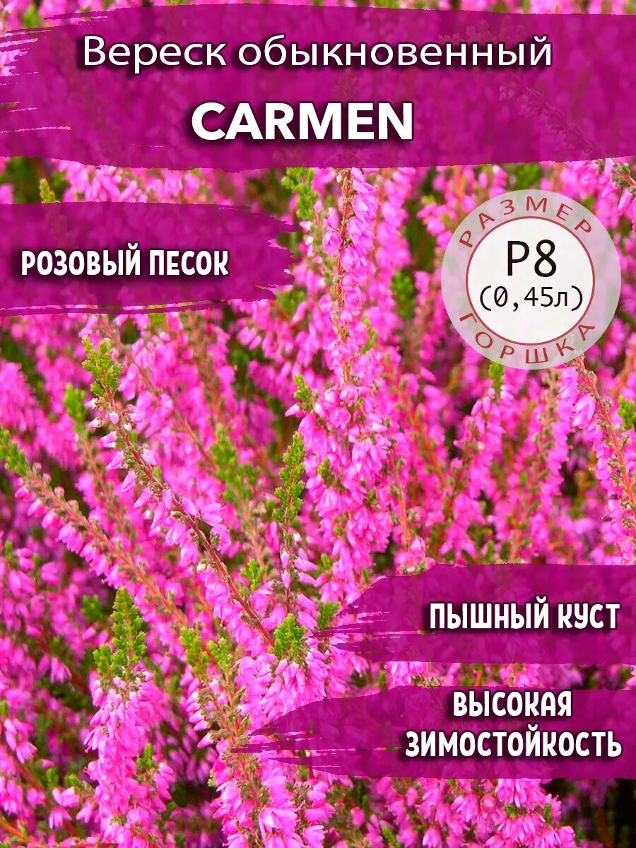 Вереск обыкновенный Carmen