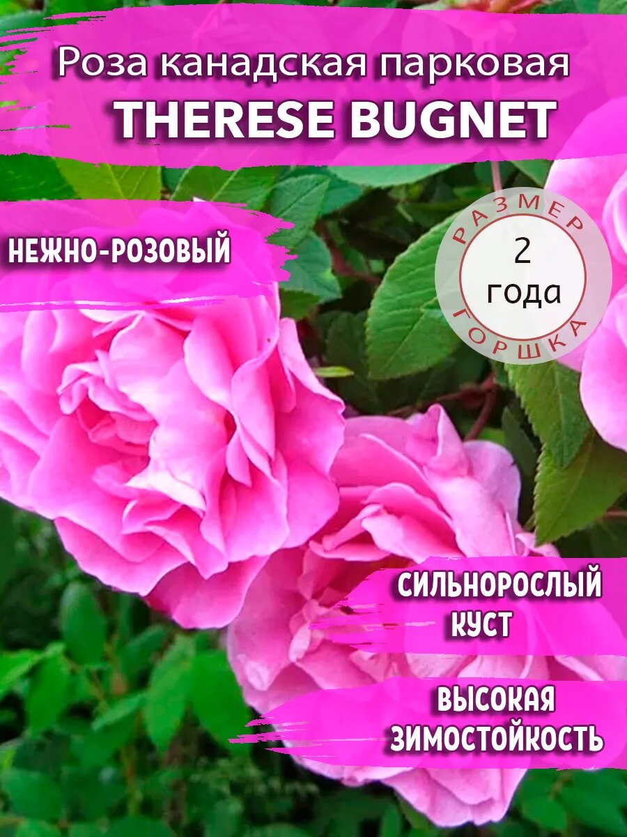 Роза канадская парковая Therese Bugnet