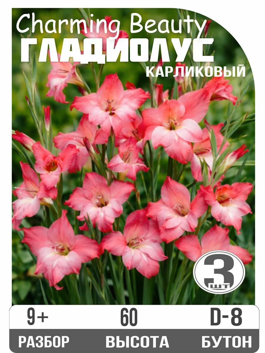 Гладиолус нанус Чарминг Бьюти луковицы,3 шт