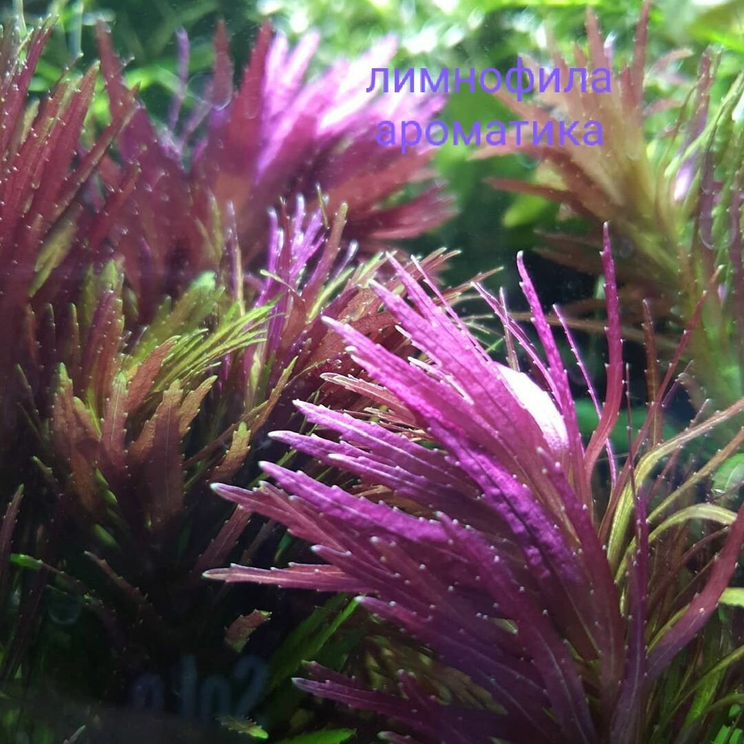 Лимнофила ароматика (Limnophila aromatica)Живое растение для аквариума