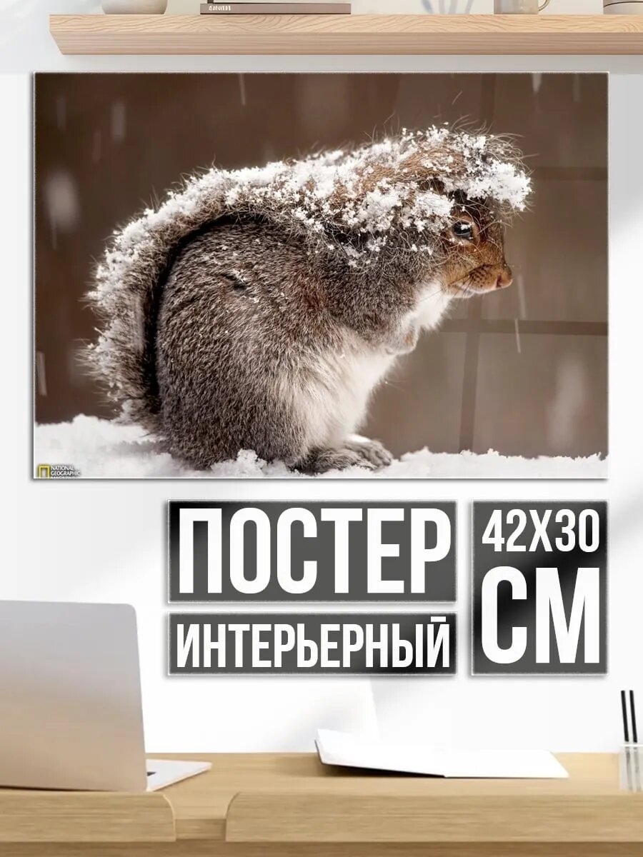 Плакат постер Белка в снегу