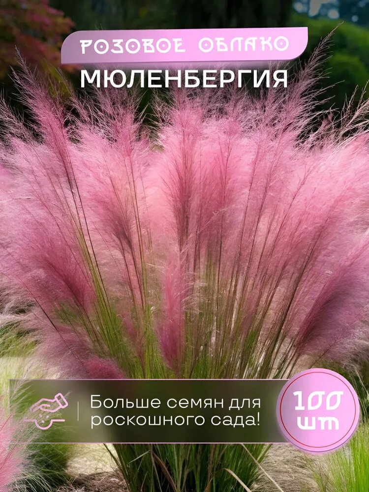 Мюленбергия 100+ семян розовое облако премиум