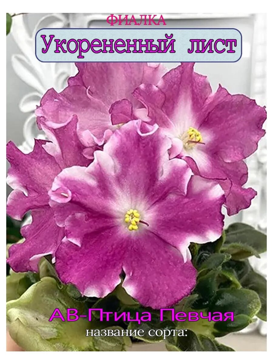 Фиалка комнатная сорт АВ-Птица Певчая (укорененный лист) 1 штука