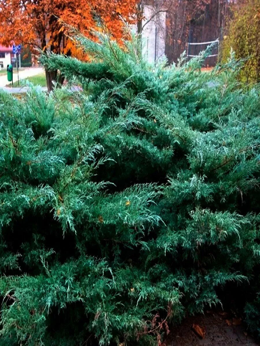 Можжевельник виргинский Hetz