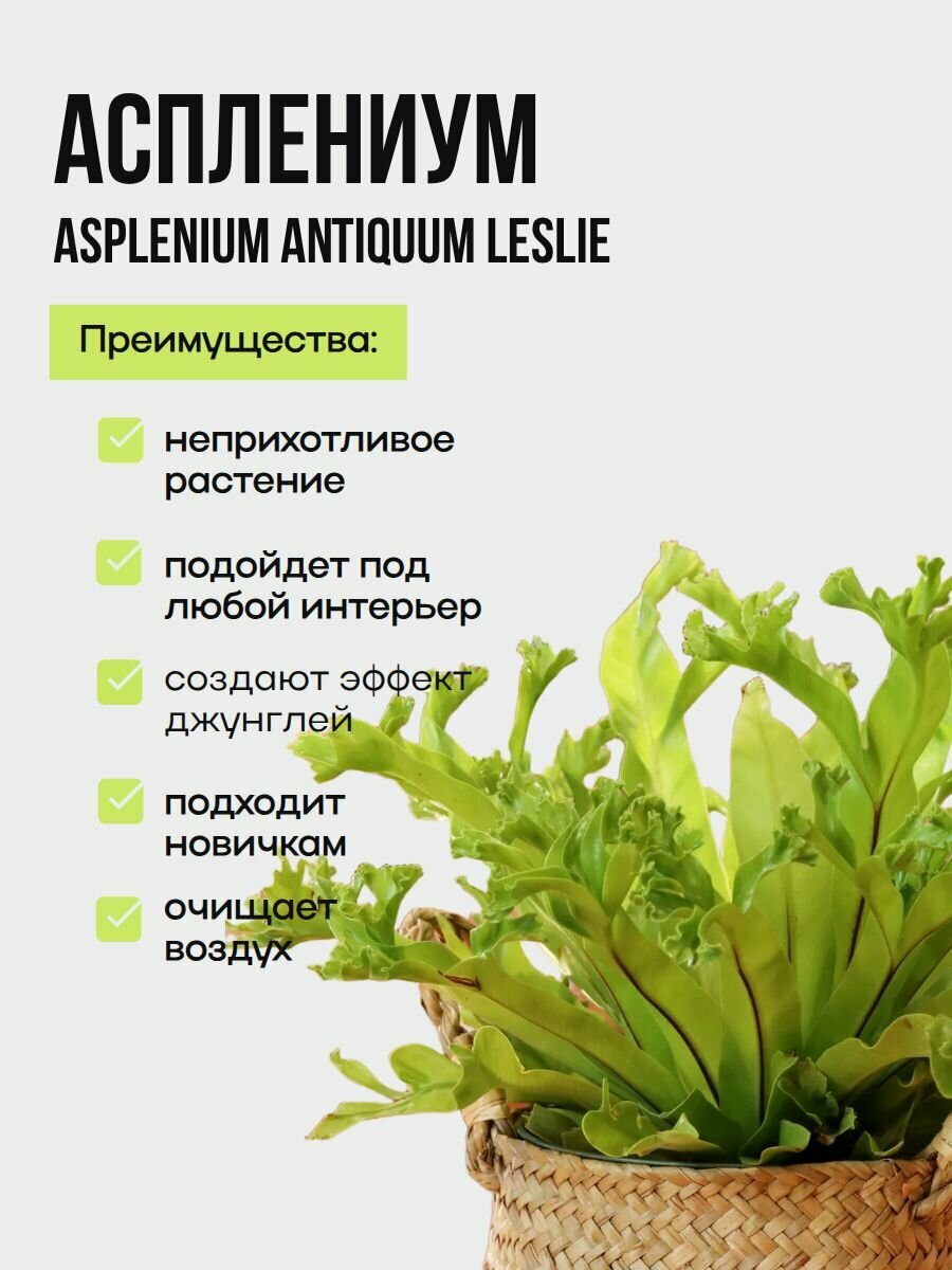 Асплениум Лесли (Asplenium Antiquum Leslie) D6см, живой цветок — фото 1