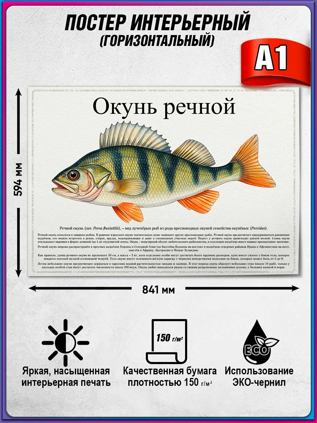 Постер интерьерный "Окунь речной", плакат, подарок на День рыбака / А-1 (84x60 см.)