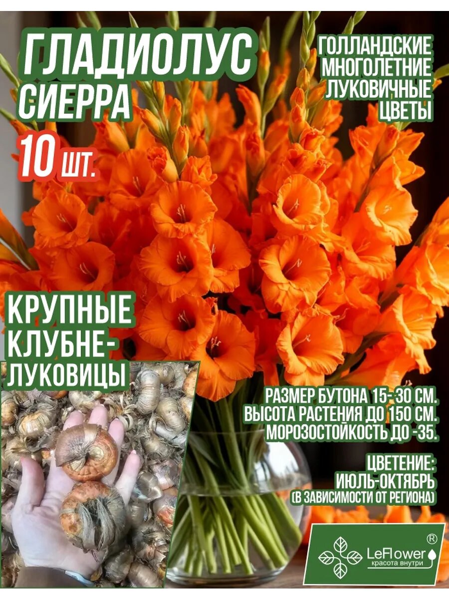 Гладиолус Луковица, Сиерра, крупные, 10шт