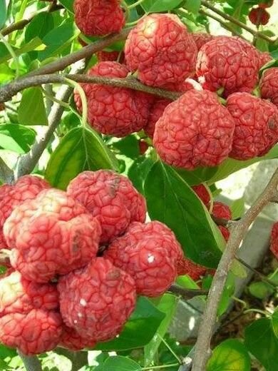 Семена Кудрания Триостренная, 10 штук