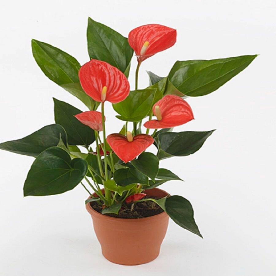 Антуриум Floriclone Bonheur, семена