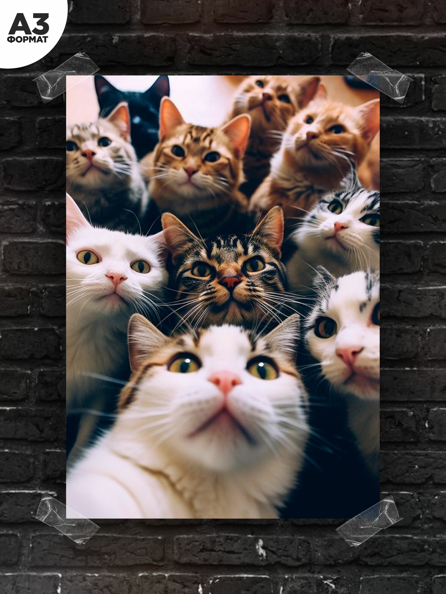 Постер Котики, Эстетика