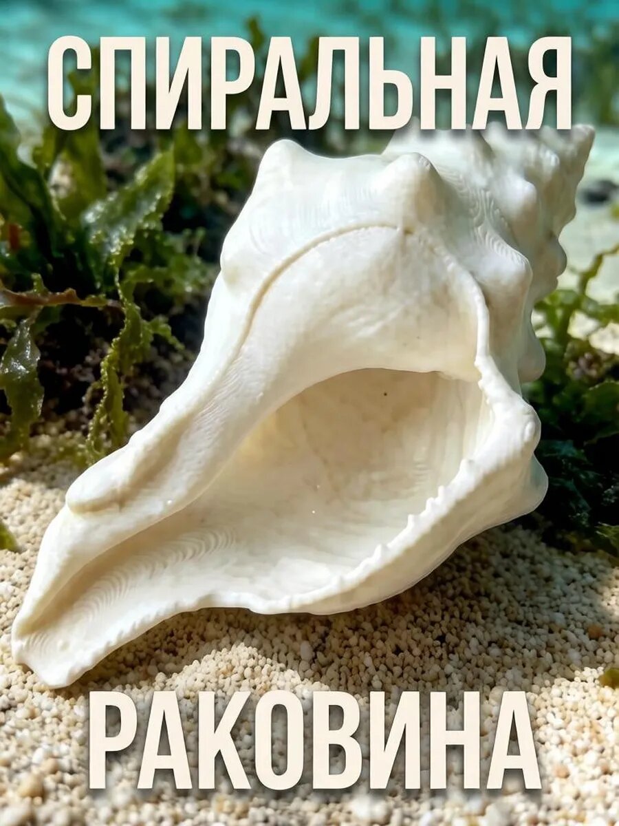 Спиральна раковина Charonia variegata
