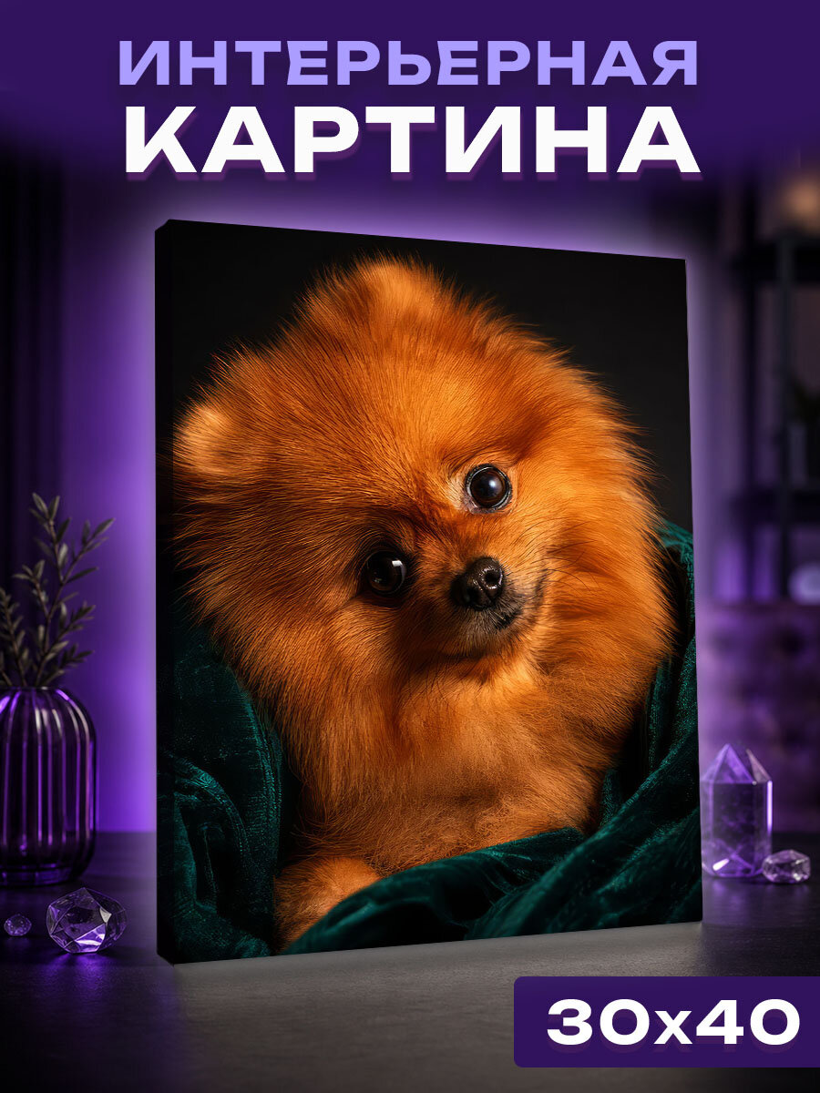 Интерьерная картина портрет шпица с глубоким взглядом