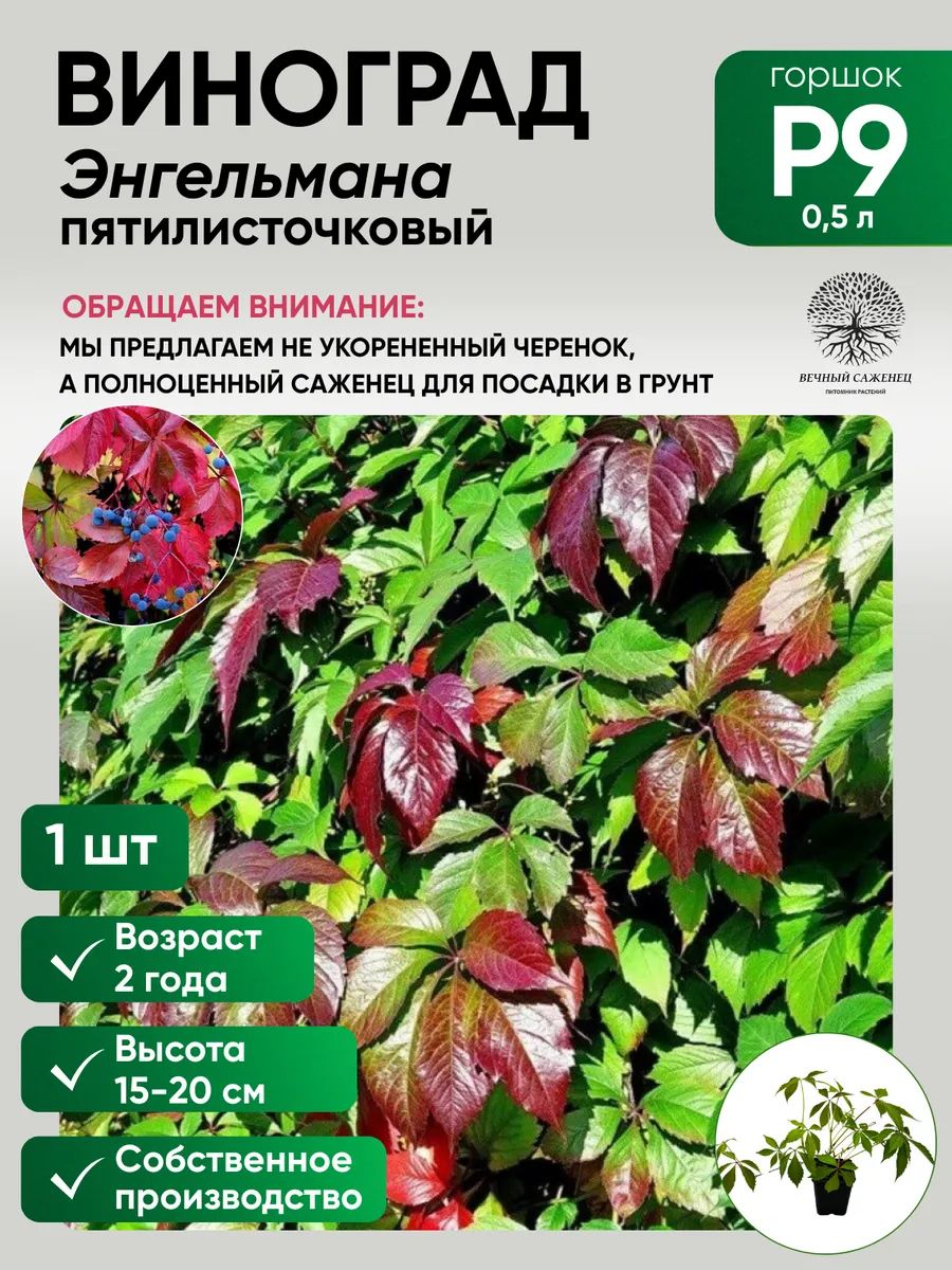 Виноград пятилисточковый Энгельмана, саженец для сада и дачи, декоративное растение для посадки