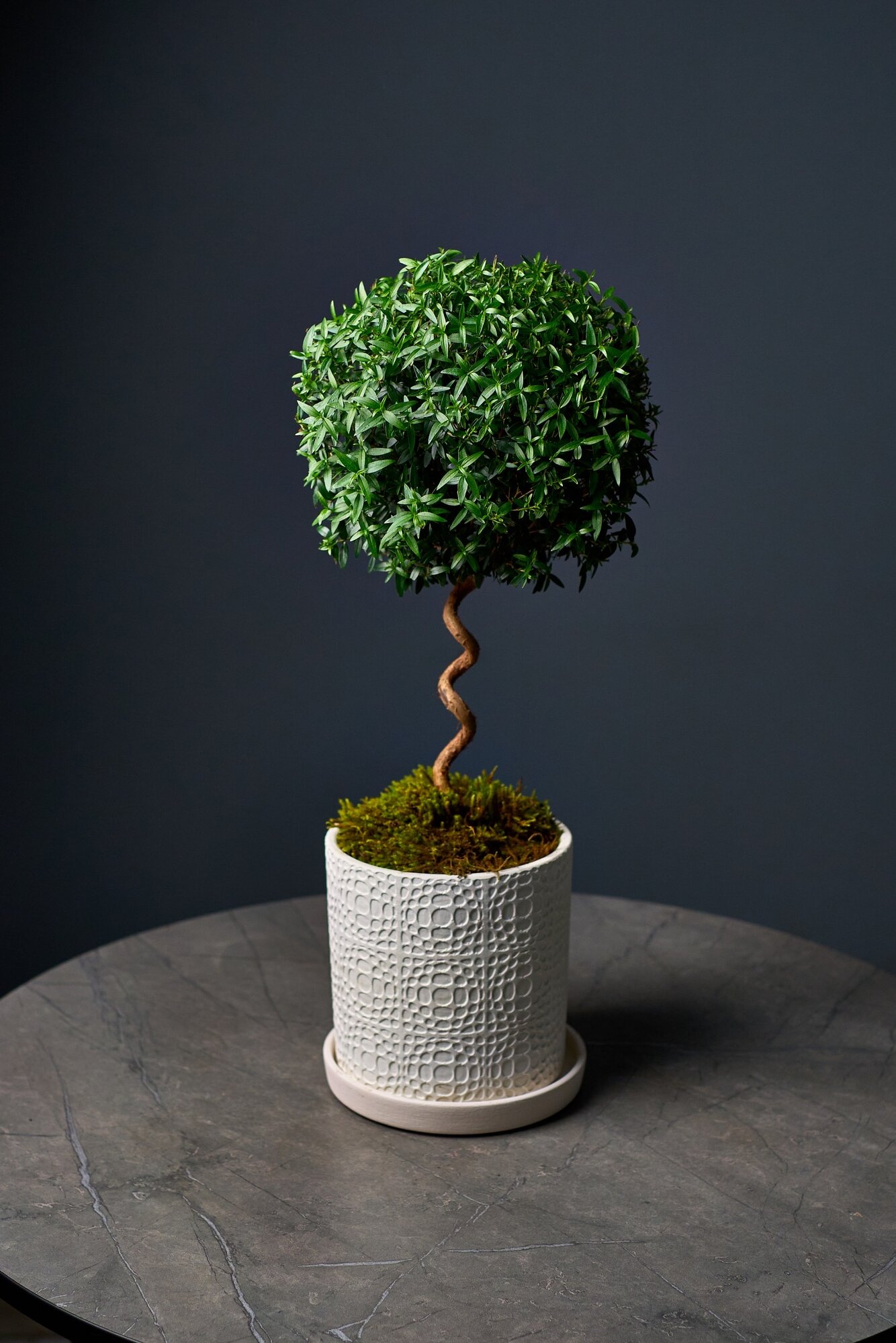 Дерево Мирт в бетонном горшке d 15 см, h 35 см от бренда Margo plants