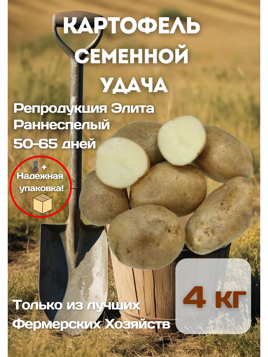 Картофель на посадку семенной Удача