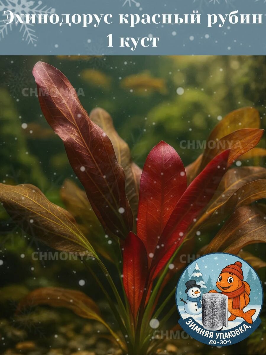 Аквариумное растение Эхинодорус Красный Рубин (Echinodorus Red Rubin) , живое аквариумное растение