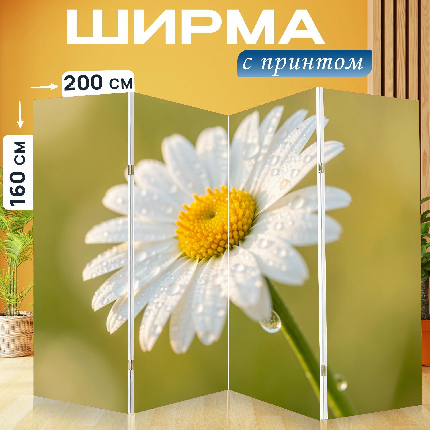 Ширма "Белая ромашка с росой. Нежный макроснимок цветка с белыми лепестками и ярко-жёлтой серединой." перегородка для зонирования комнаты с принтом 200x160 см. на холсте