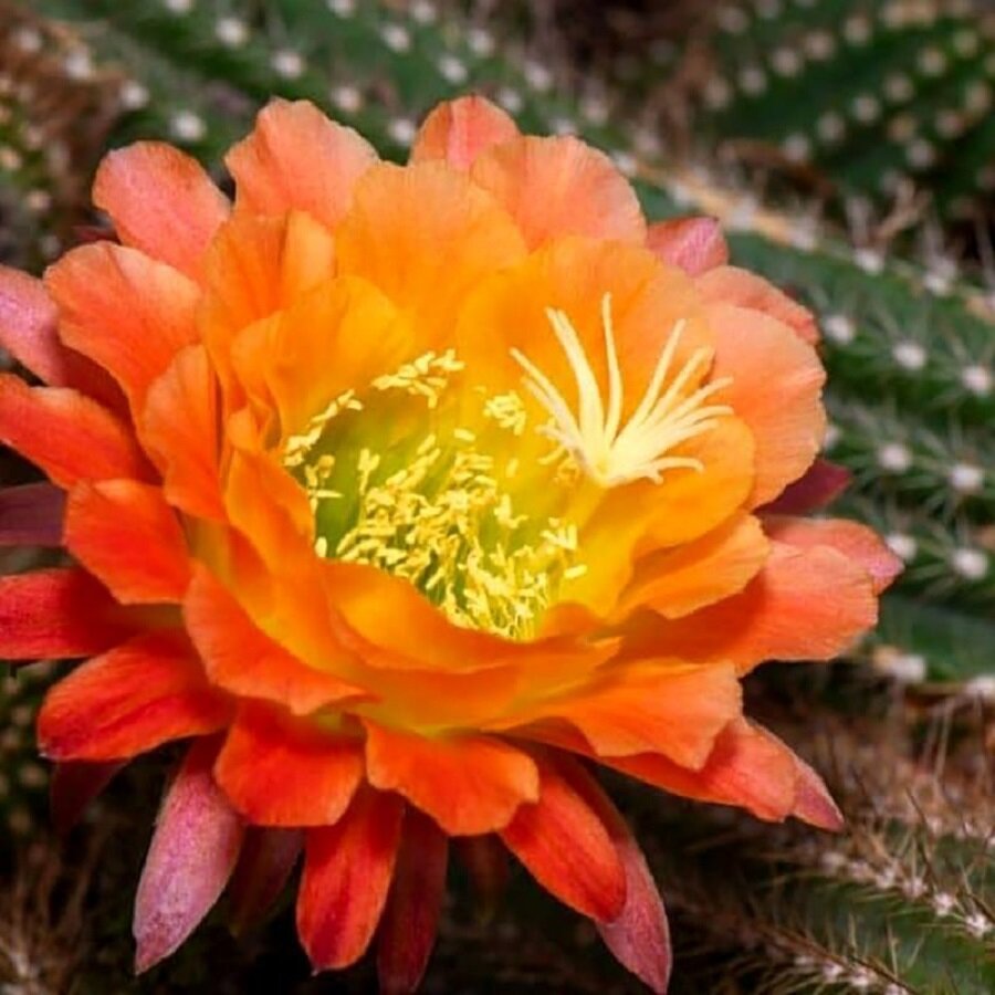 Семена Орешка Суккулент Кактус Echinopsis mix (10 ШТ)