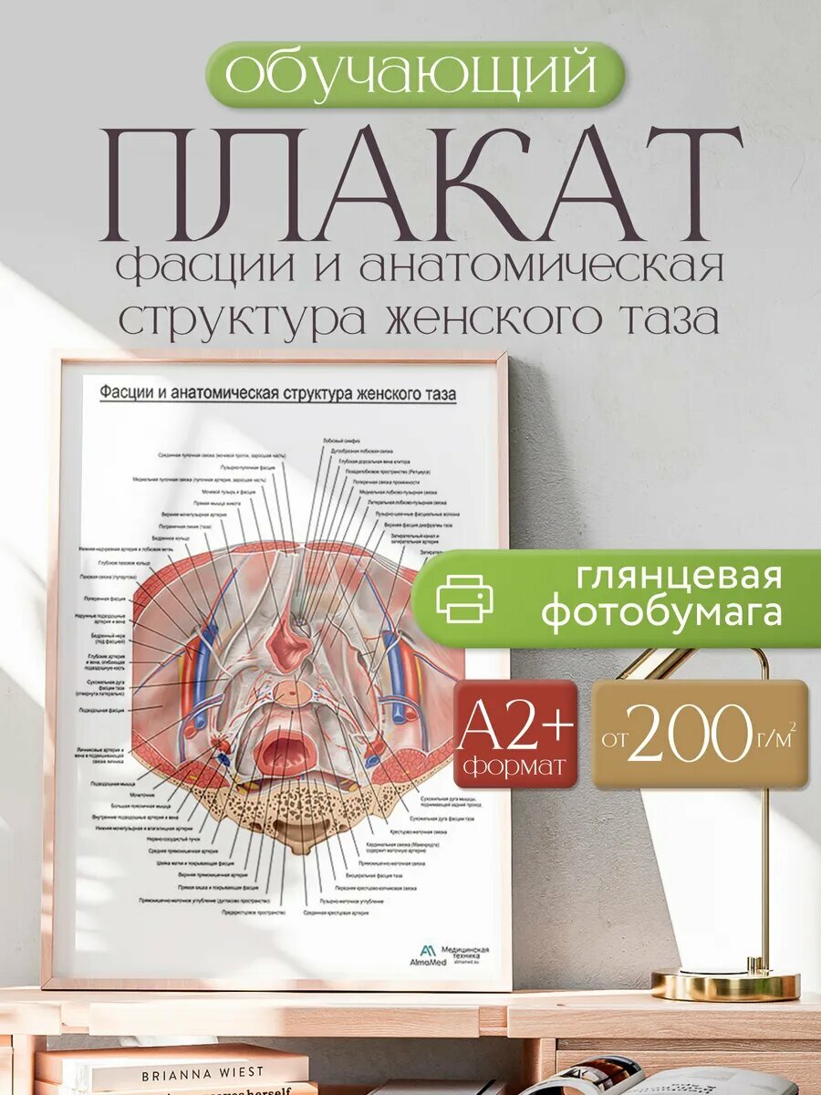 Обучающий плакат "Фасции и анатомическая структура женского таза", размер А2+, глянцевая фотобумага от 200г/м2