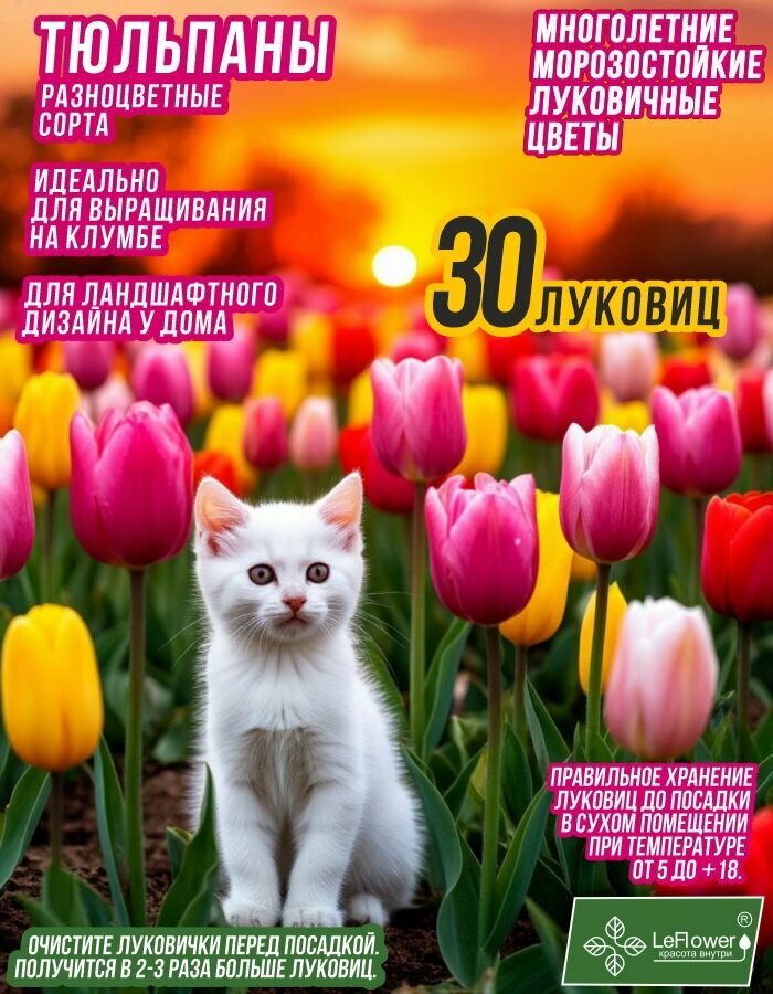 Тюльпан, неочищенные, Микс 30шт