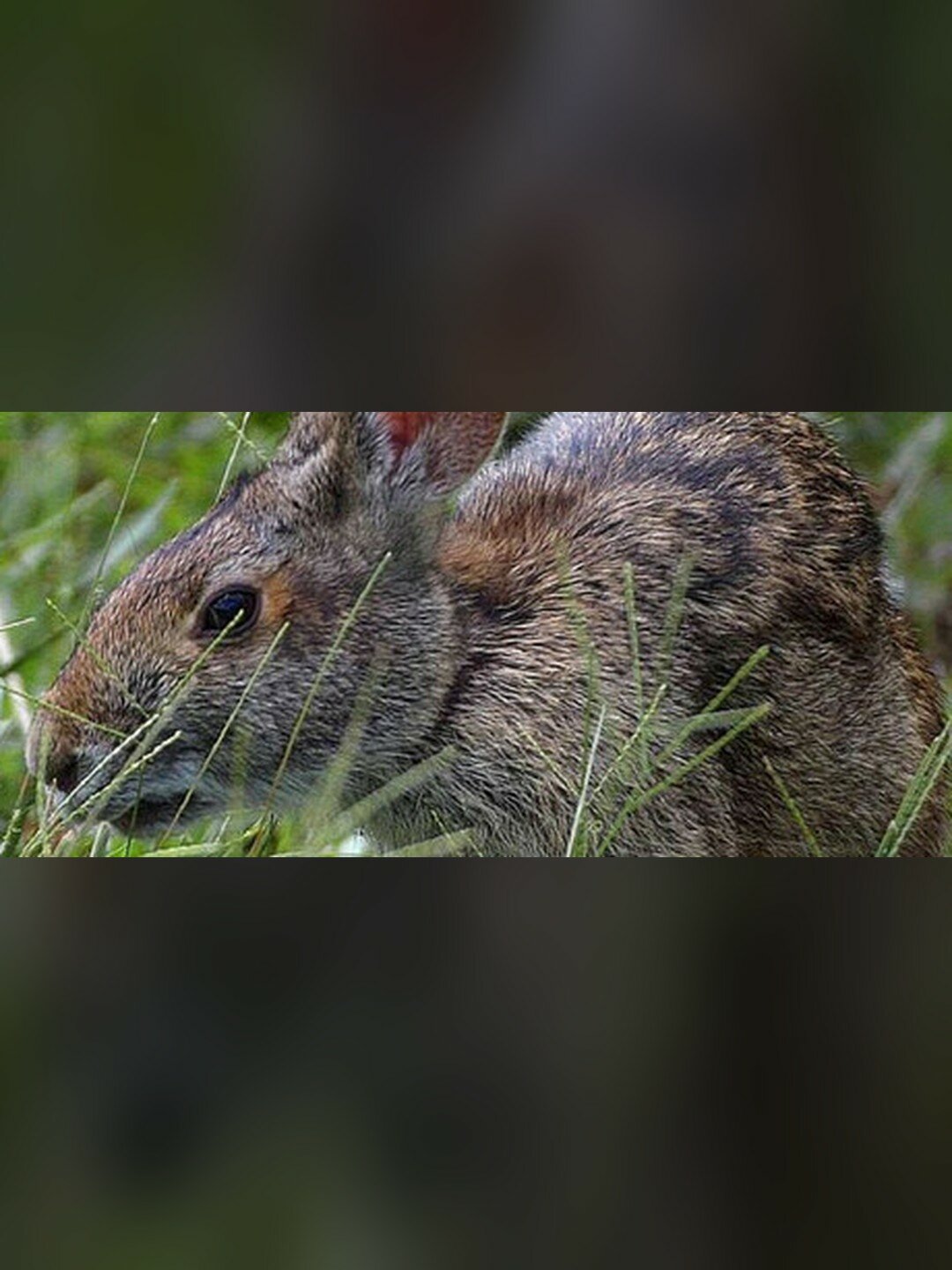 Warhammer 40,000: Dawn of War Definitive Edition игра в электронном формате | все страны | ПК | Ключ Steam