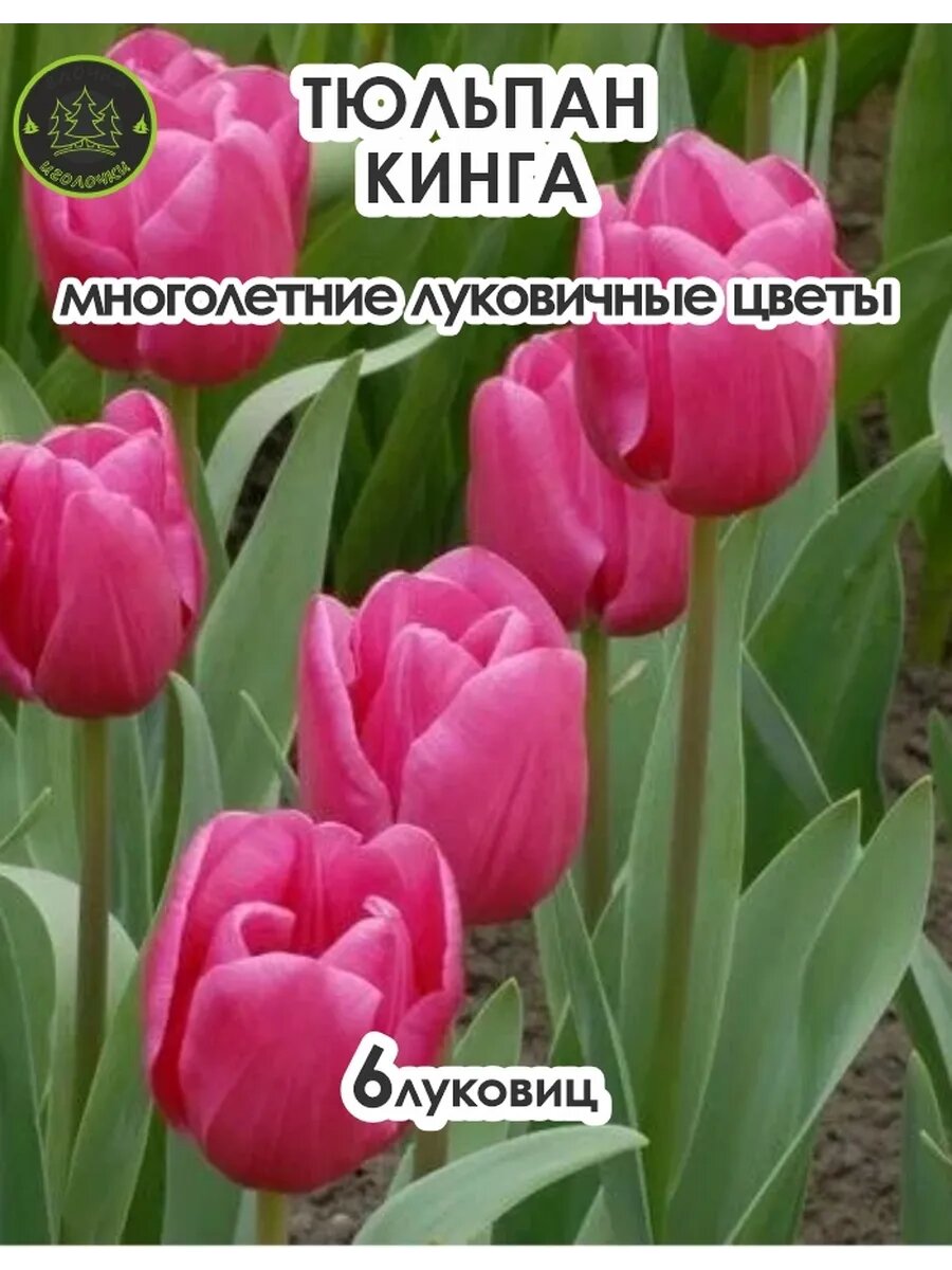 Тюльпан Луковица, Кинга, 6 шт