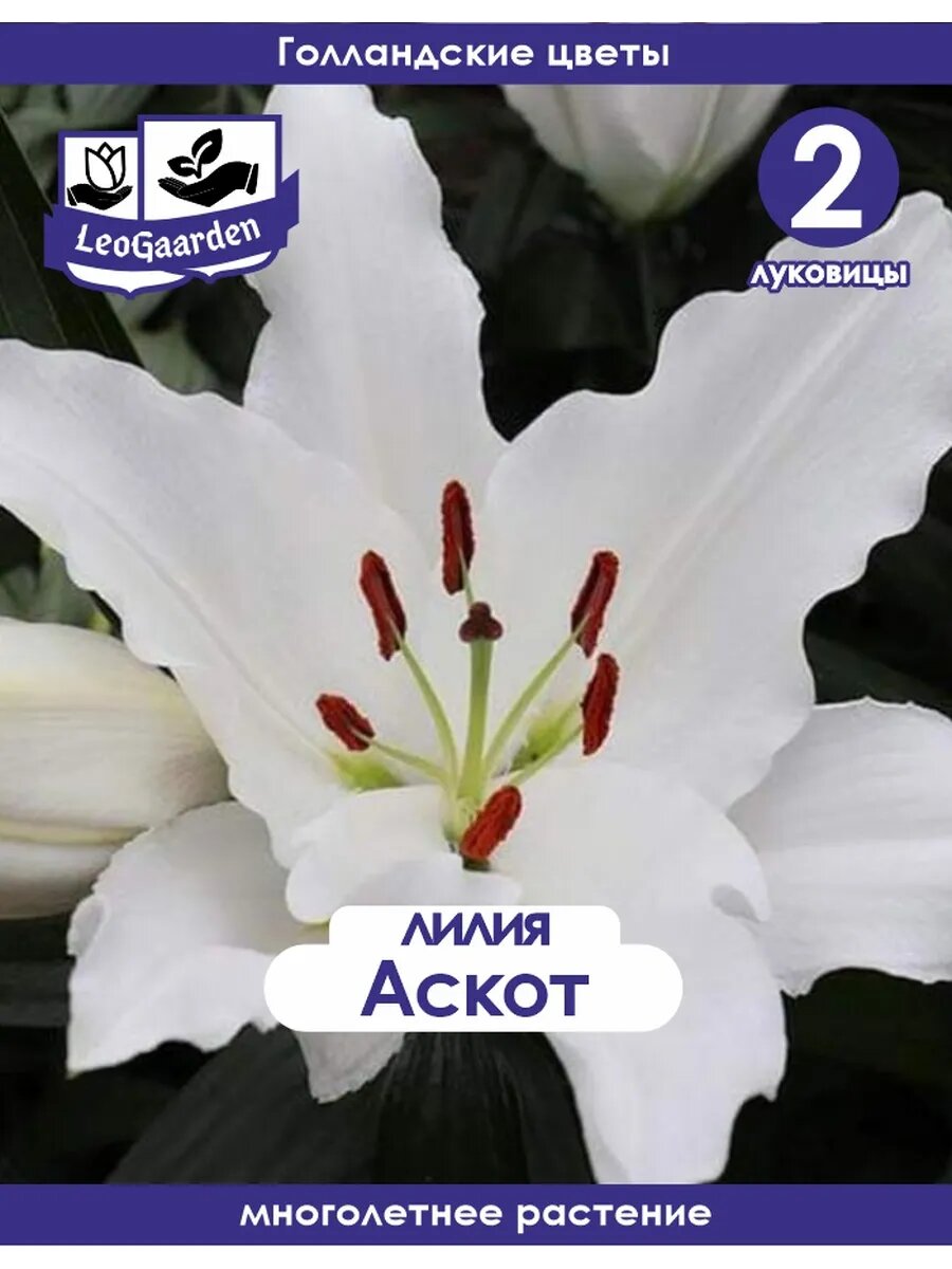 Лилия Луковица, Аскот 2 шт