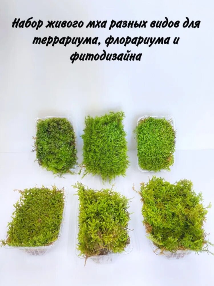 Мох лесной набор